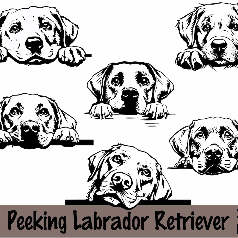 Peeking Lab Svg - Etsy