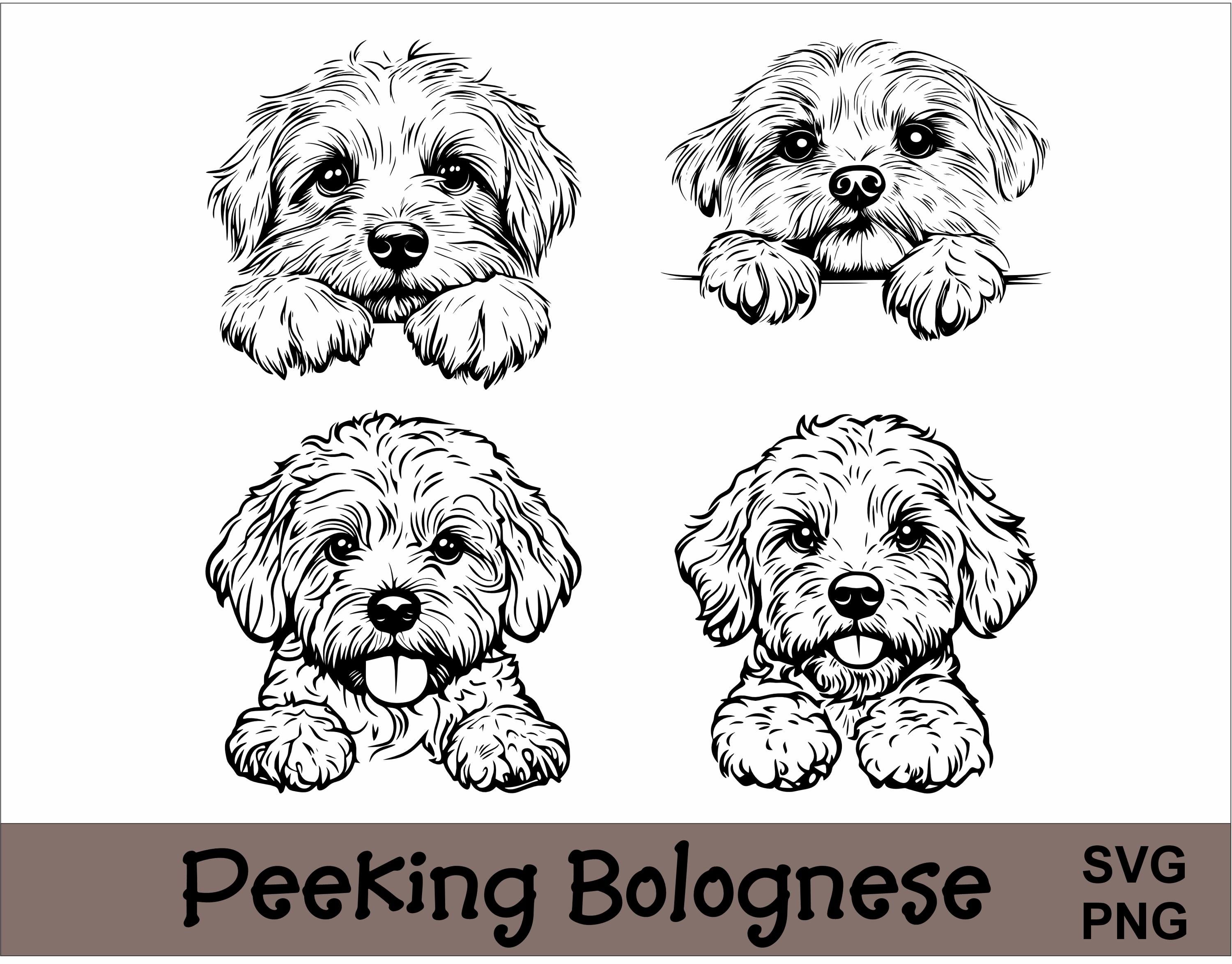 Peeking Bolognese SVG and PNG Bundle Peeking Paws, Dog Breed K-9 Animal ...