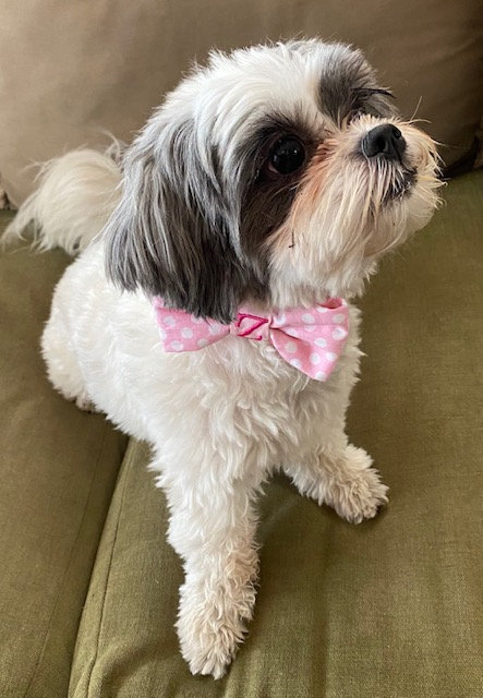Girl Dog Bow Tie Bowtie Monogramed and Birthday Crown Set - Etsy