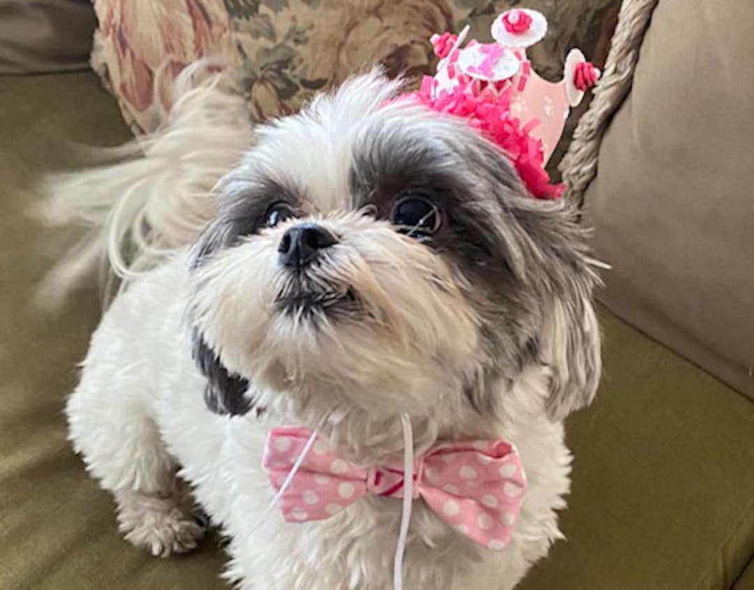 Girl Dog Bow Tie Bowtie Monogramed and Birthday Crown Set, Puppy Party ...