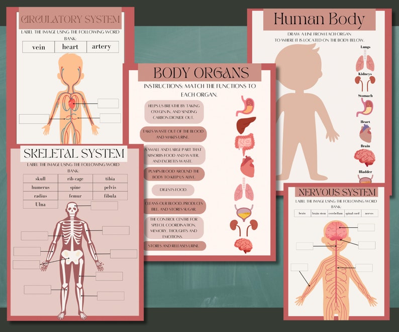 Elementary and Kindergarten Human Anatomy Worksheets. Set of 5 ...