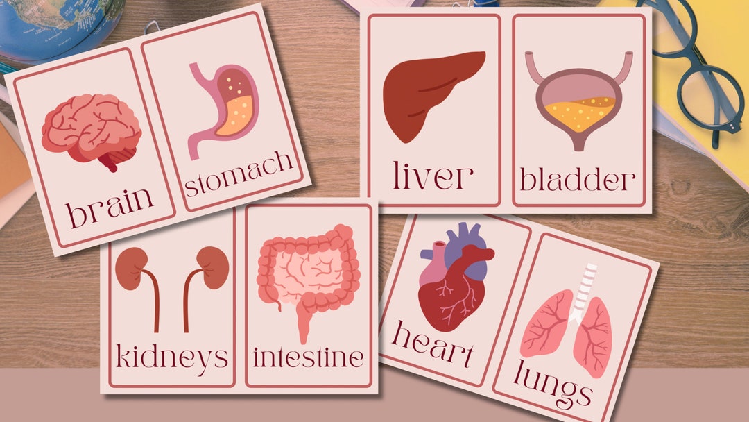 Human Anatomy Organ Flash Cards for Classrooms, Homeschooling, and ...