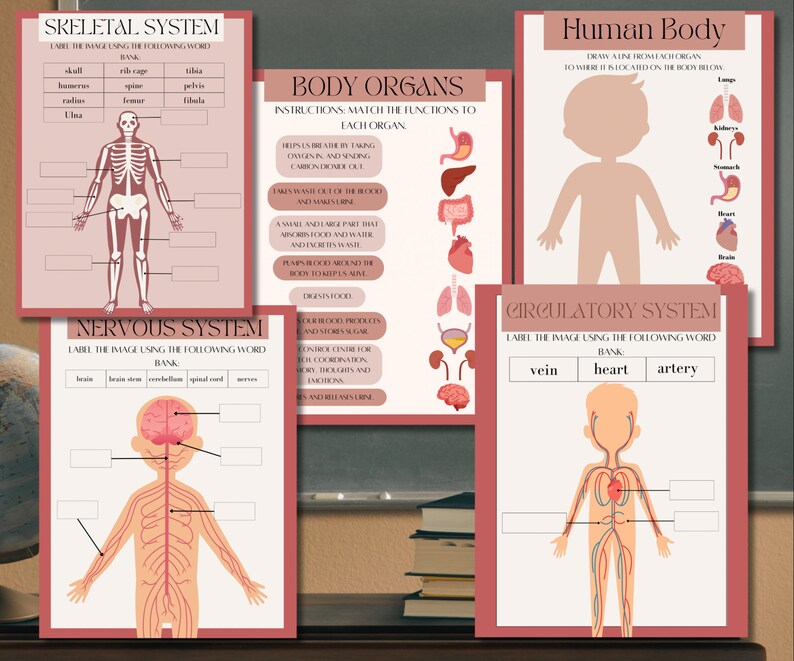 Elementary and Kindergarten Human Anatomy Worksheets. Set of 5 ...