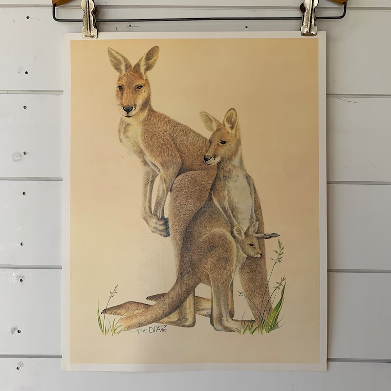 Kangaroo Print - Etsy Australia