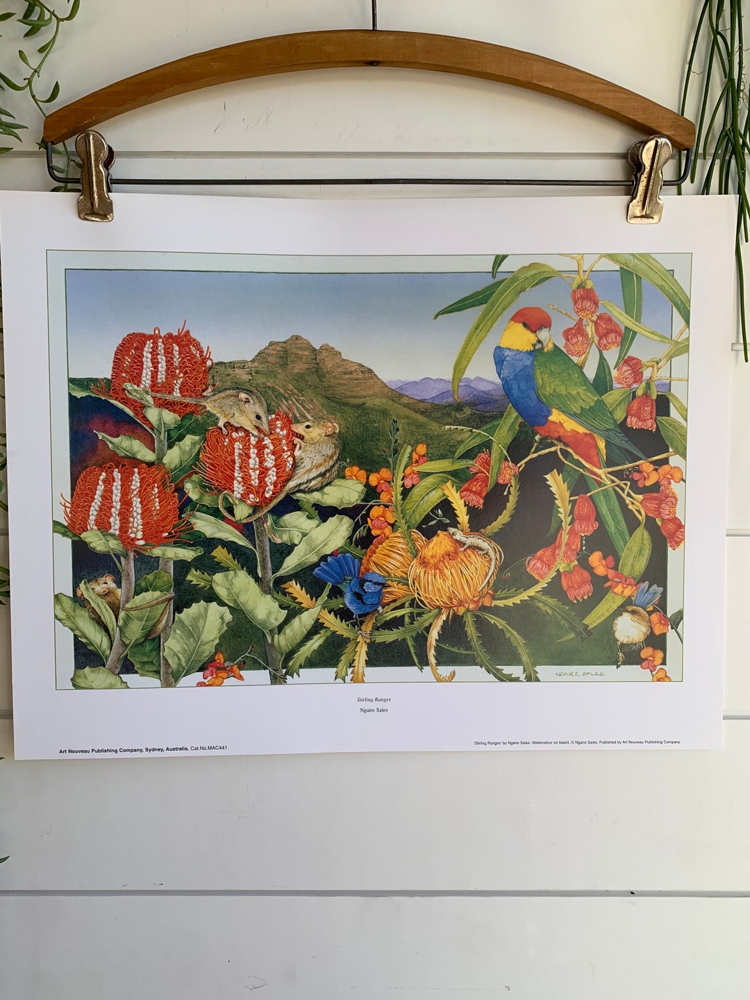 Vintage Australian Flora & Fauna Art Print - Etsy