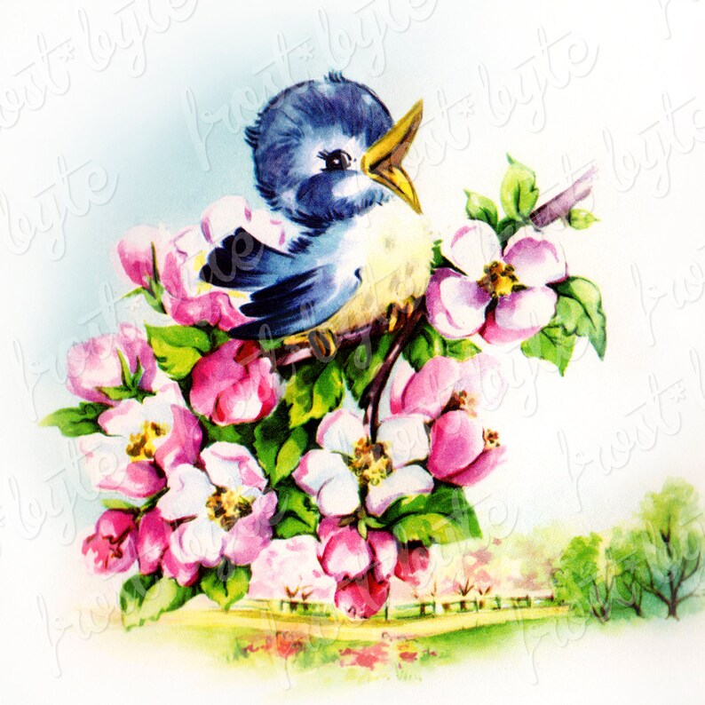 Bluebird Sitting on Apple Blossom Branch - Digital Image for Instant ...