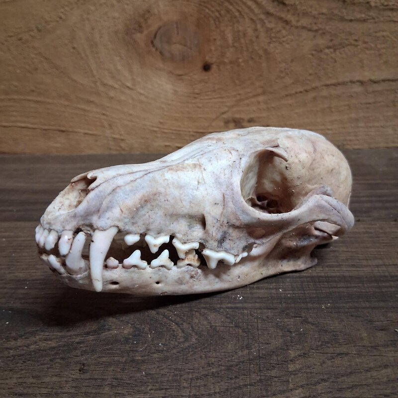 Real Animal Skull - Etsy