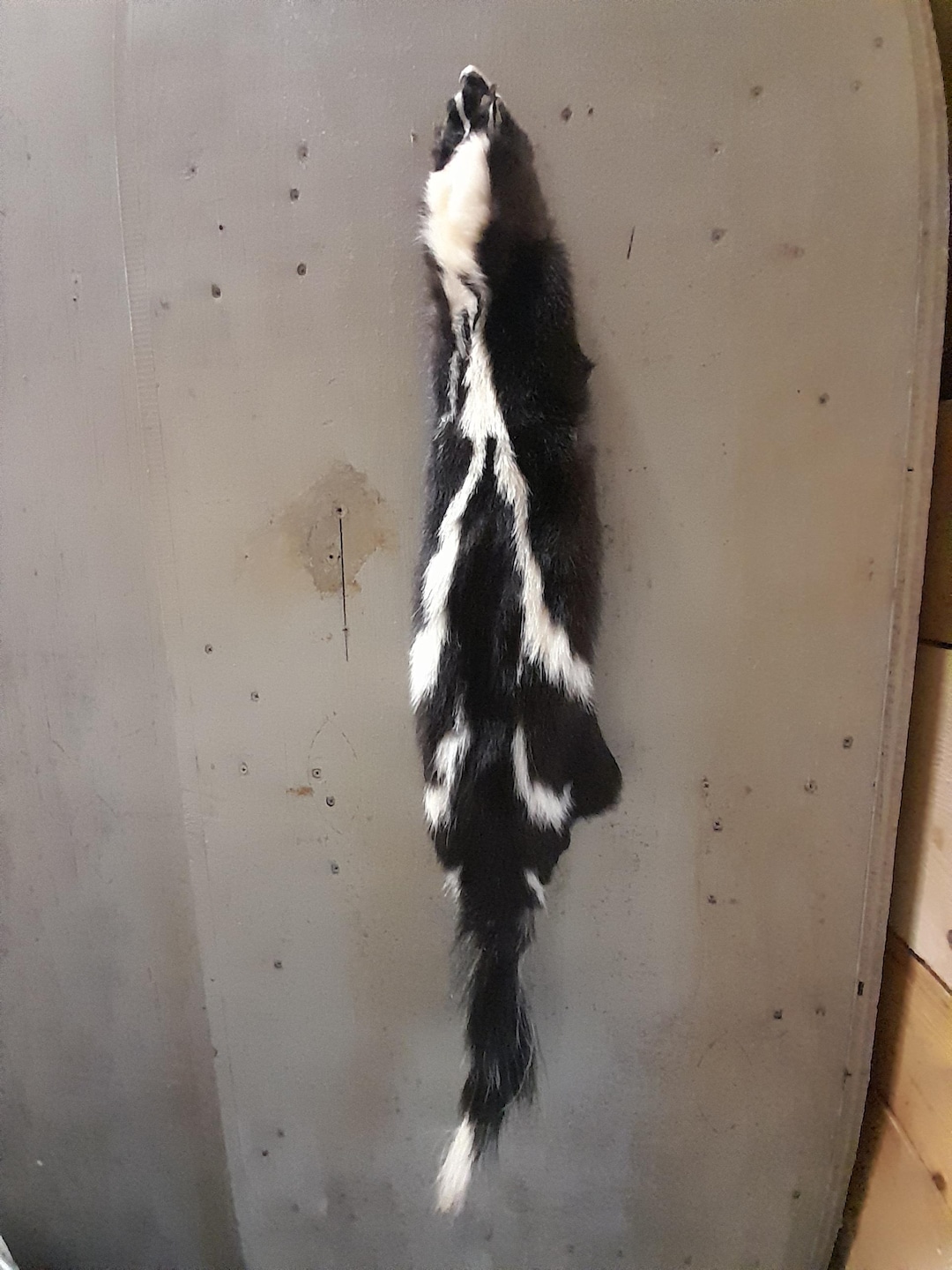 Striped Skunk Hide - Etsy