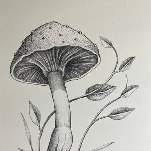 Original Pen and Ink, Mushroom Art, Small Drawing by Melody Lea Lamb - Etsy