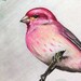Purple Finch Drawing by Melody Lea Lamb 4x6 Inch or 5x7 Inch - Etsy