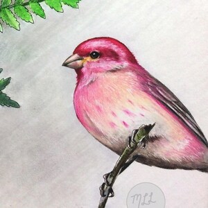 Purple Finch Drawing by Melody Lea Lamb, 4x6 Inch or 5x7 Inch Print - Etsy