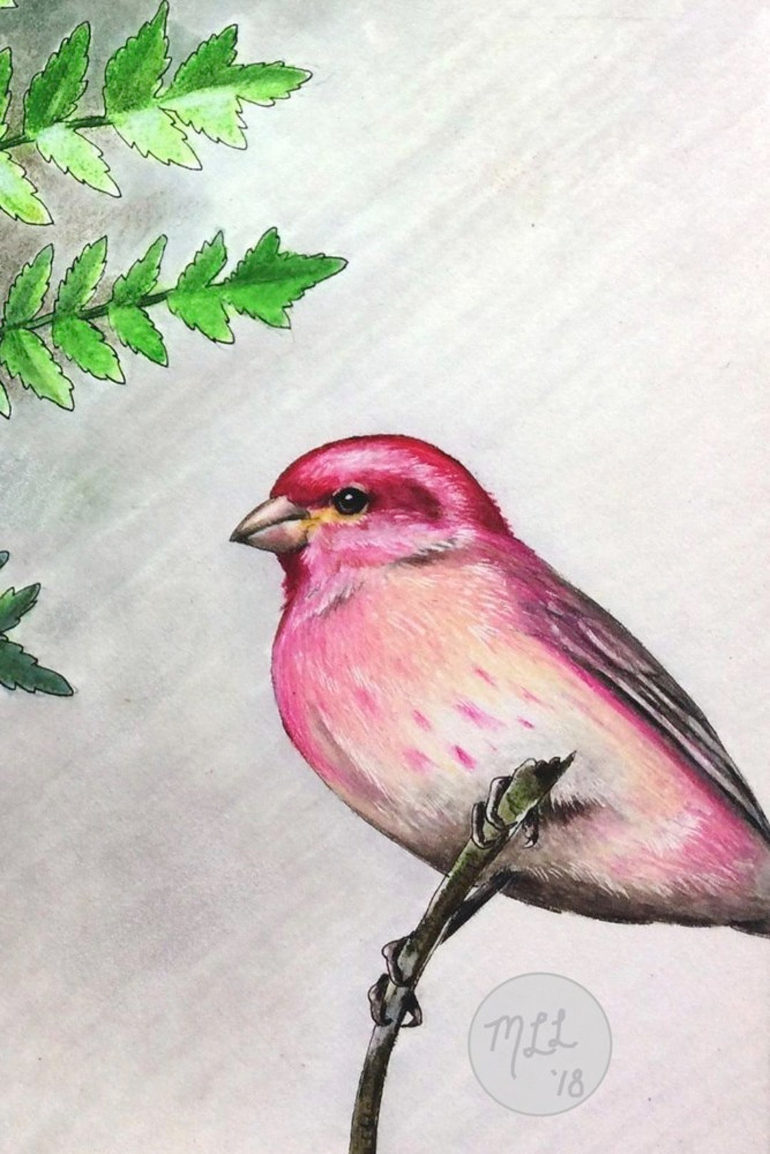 Purple Finch Drawing by Melody Lea Lamb, 4x6 Inch or 5x7 Inch Print - Etsy
