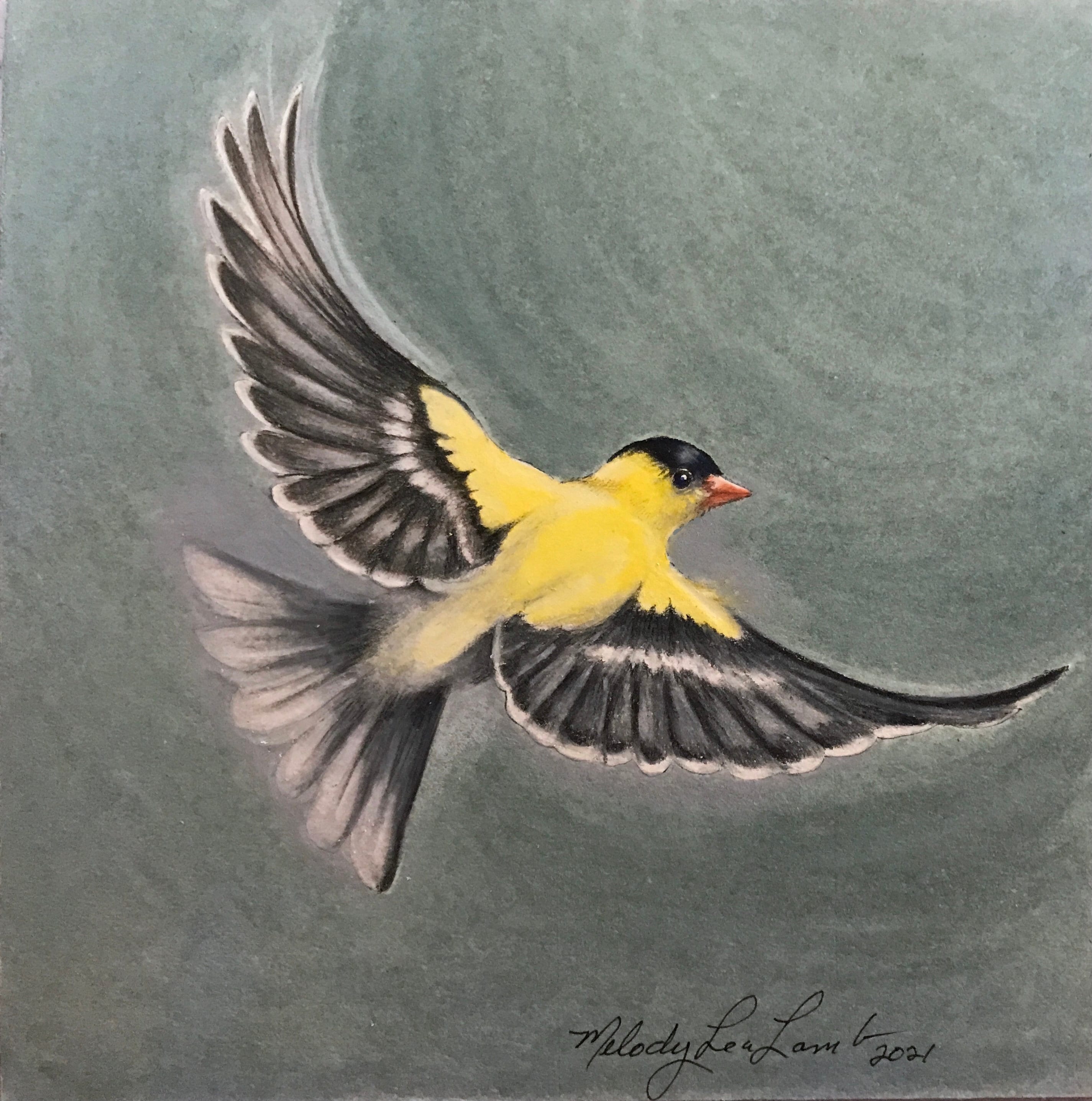 American Goldfinch Drawing