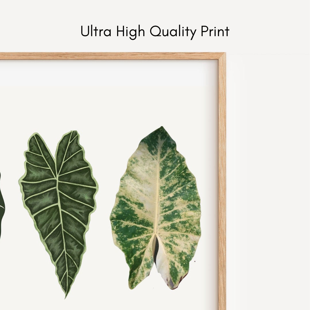 Alocasia Plant Wall Art Definition Print, Alocasia House Indoor Plants ...