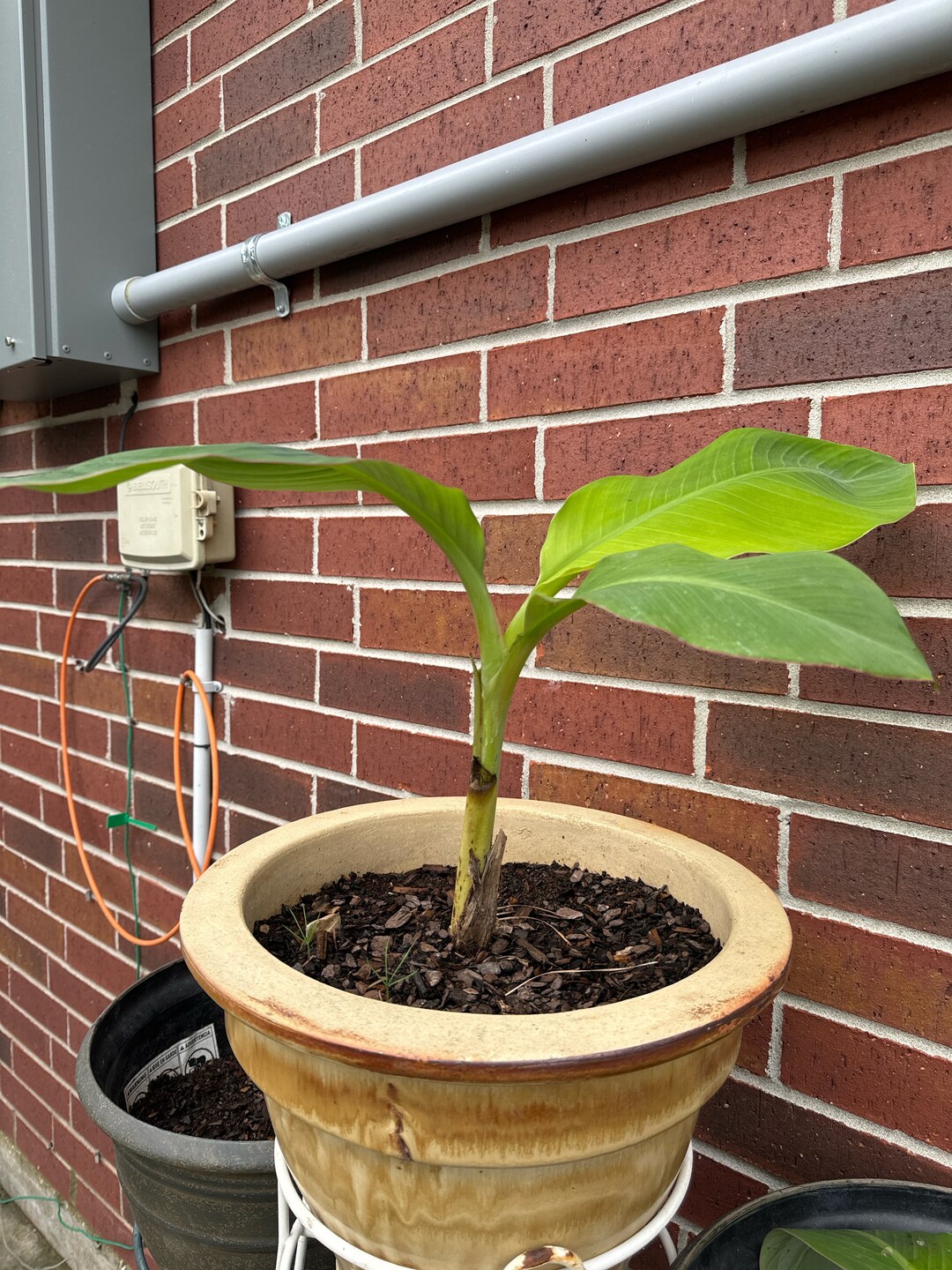 Gran Nain naine Banana Tree Pups. 8 to 11 USDA HARDINESS ZONES Live ...