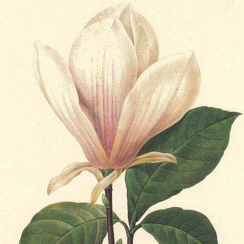 Botanical Print by Pierre Redoute White Magnolia Printable - Etsy