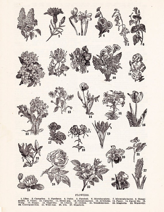 Vintage Flower Illustration Black And White