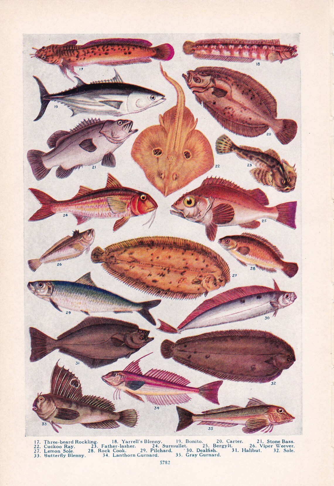 Vintage Fish Prints From the 1930's 8 Different Digital - Etsy