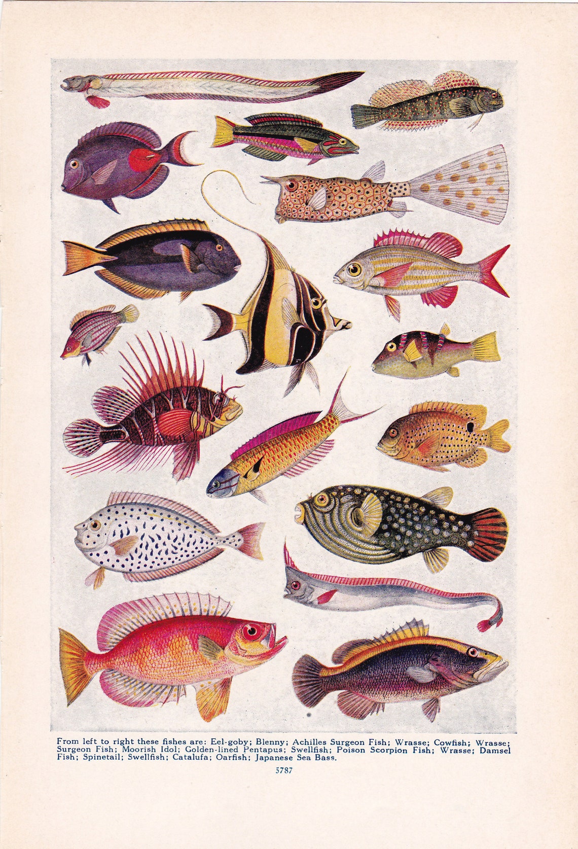 Vintage Fish Prints From the 1930's, 8 Different Digital Downloads ...