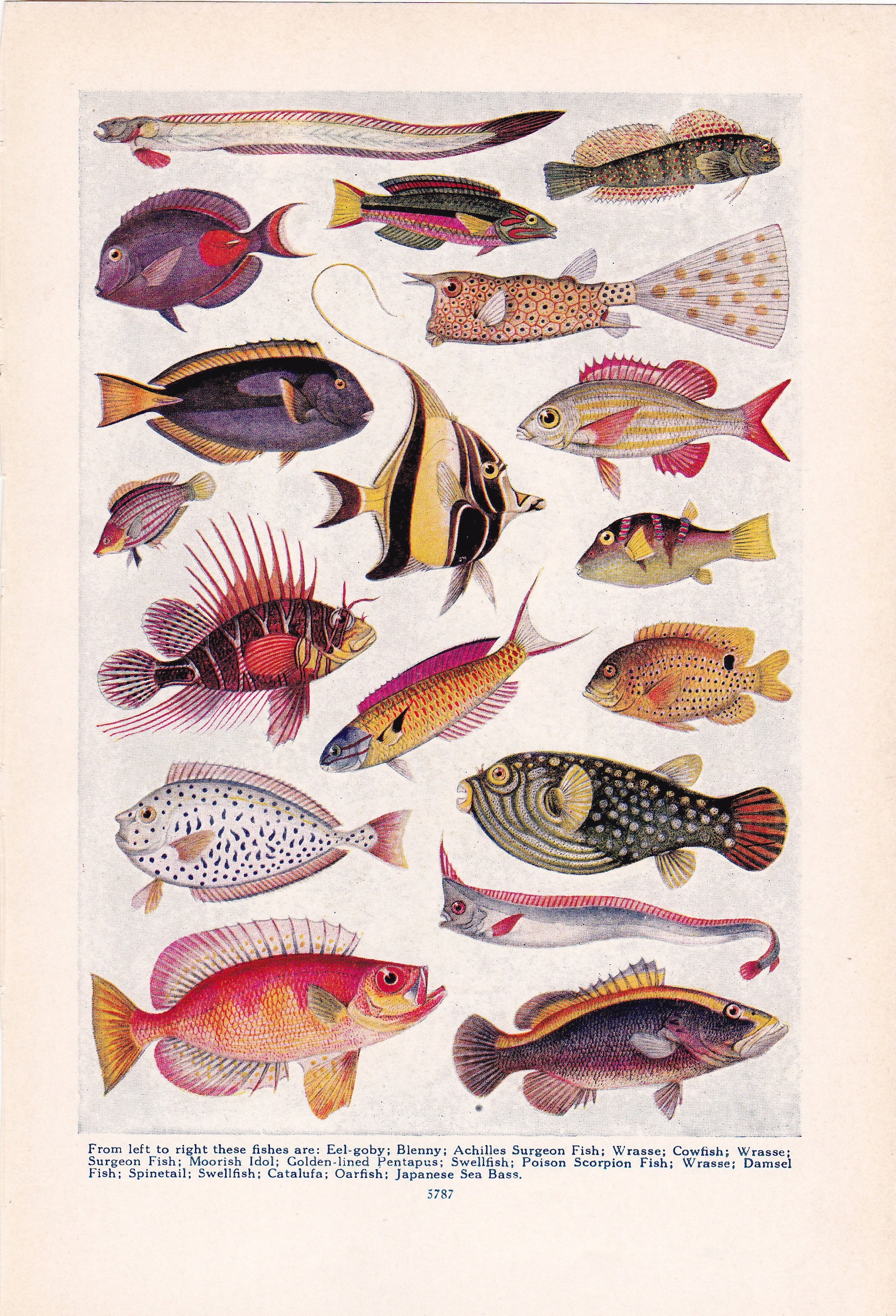 Vintage Fish Prints From the 1930's, 8 Different Digital Downloads ...