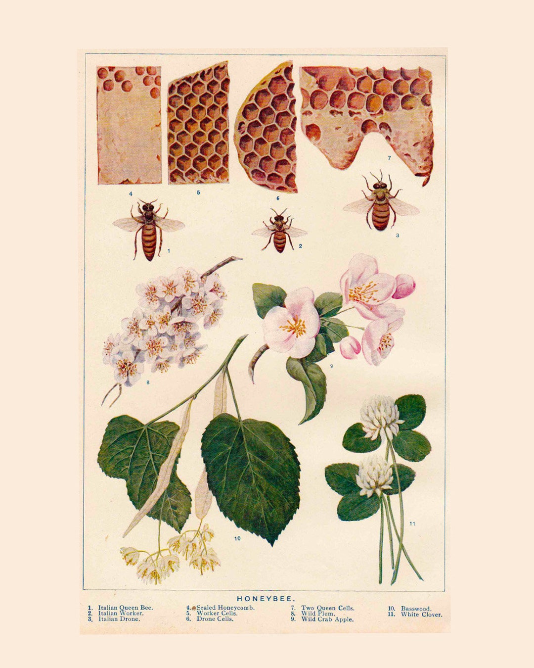 Vintage Bee Print, With Honeycomb, Apiculture, Beekeeping, Printable ...