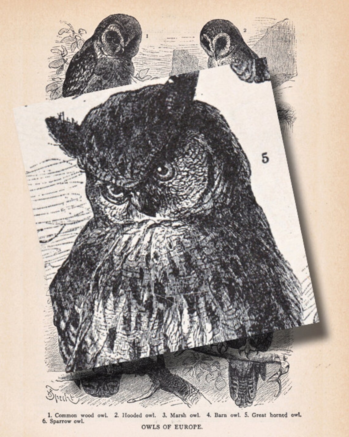 Vintage Owl Print the 'owls of Europe' Printable - Etsy