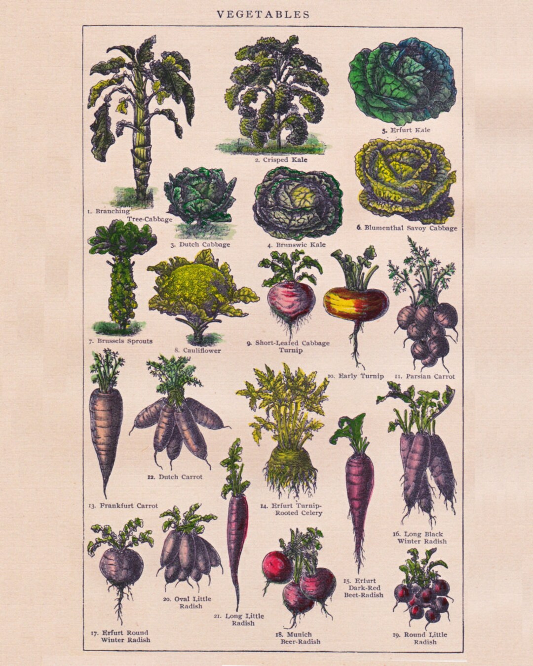 Botanical Print of Vegetables, Digital Download, Printable Wall Art ...