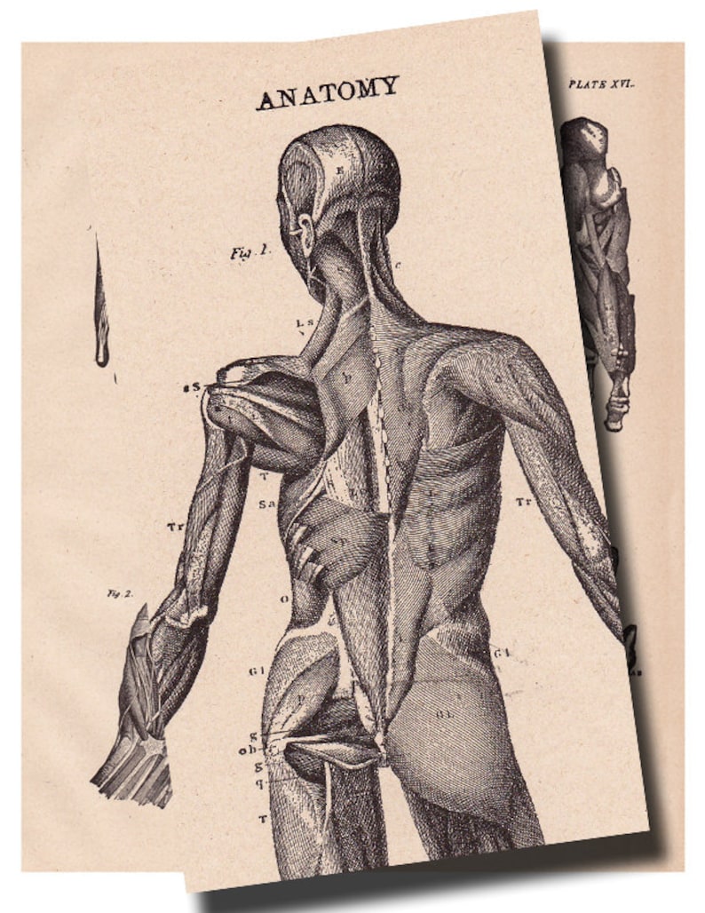 Antique anatomy print downloadable medical illustration | Etsy