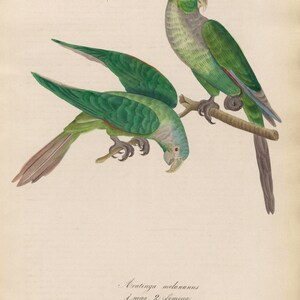 Vintage Parrot Prints, Printable Wall Art for Tropical or Tiki Bar ...