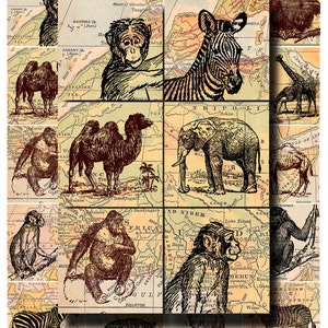 Wild Animal Collage Sheet, Zebras, Orangutans, Elephants, Etc. With ...