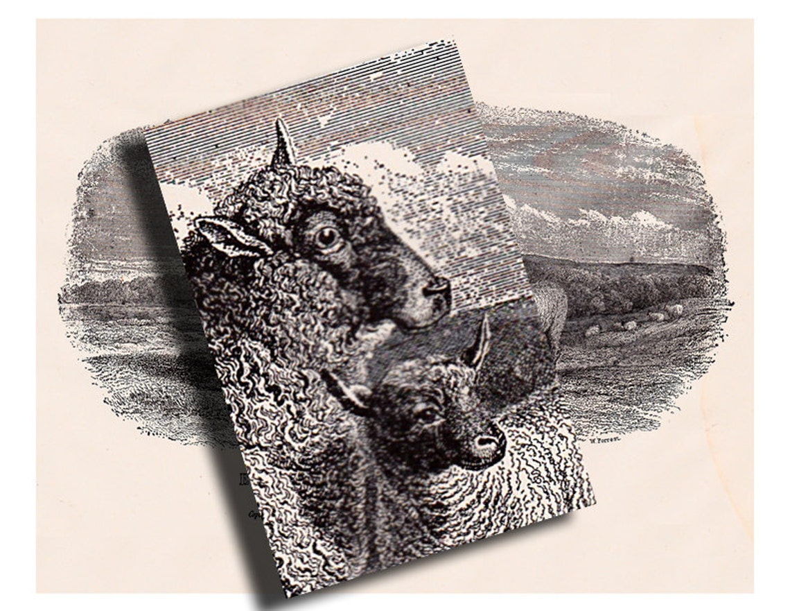 Antique Sheep Print a Printable Digital Download No. 708 - Etsy