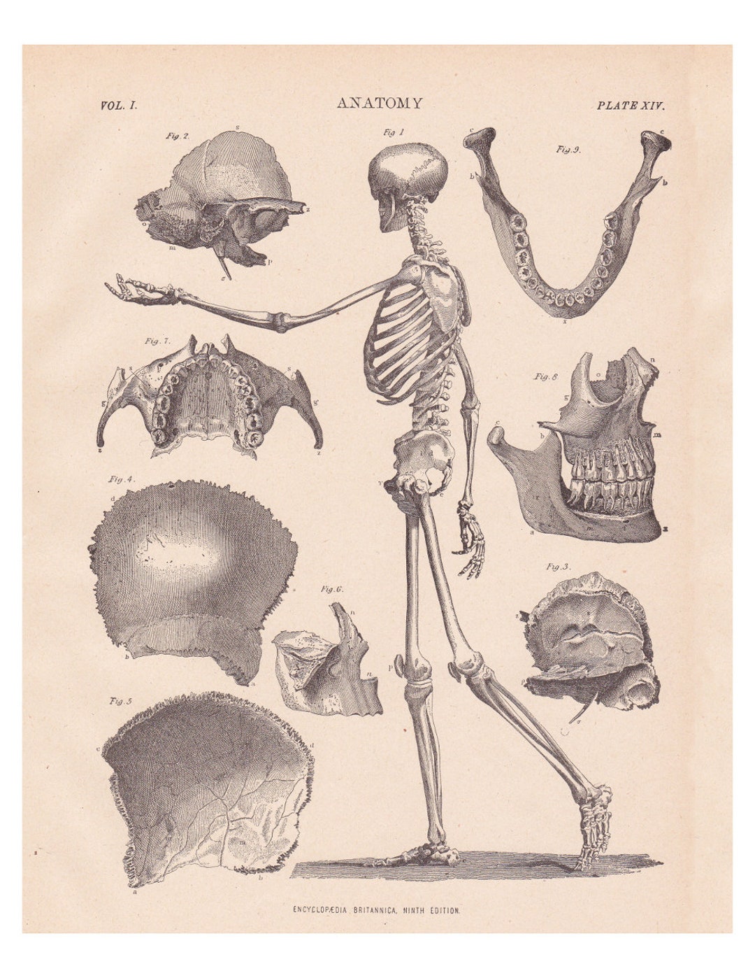 Vintage Skeleton Print With Skull and Bones, Antique Medical Art, a ...