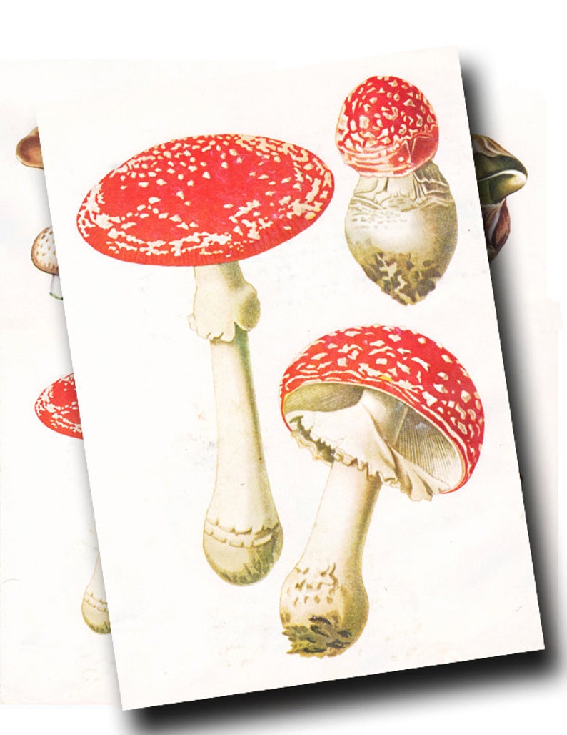 Vintage Mushroom Print, a Printable Digital Image, No. 392 - Etsy