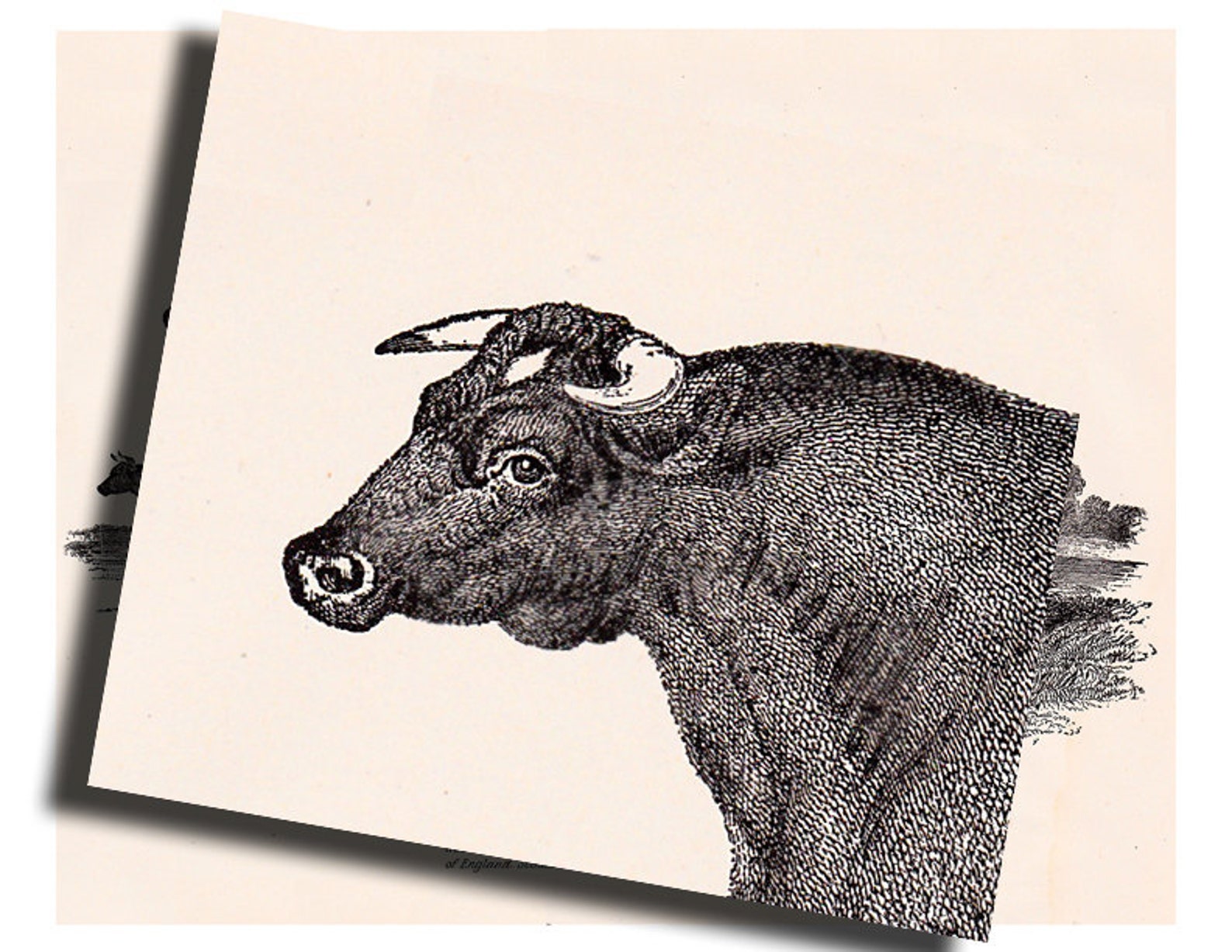 Cow Print Printable Digital Download From an Antique Book - Etsy
