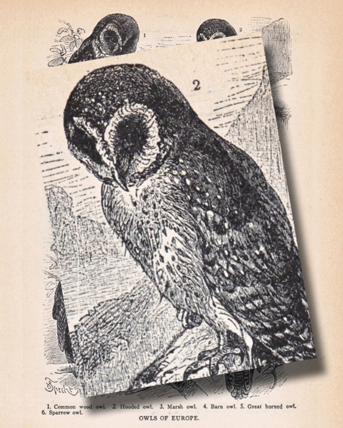 Vintage Owl Print the 'owls of Europe' Printable - Etsy