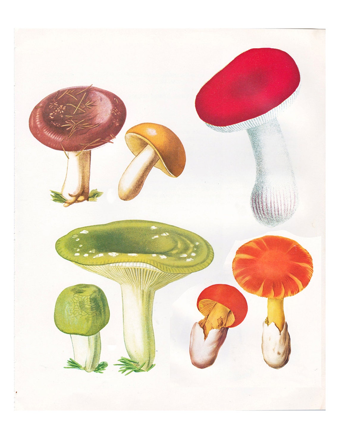 Four Different Retro Mushroom Prints Mycology Art Printable - Etsy