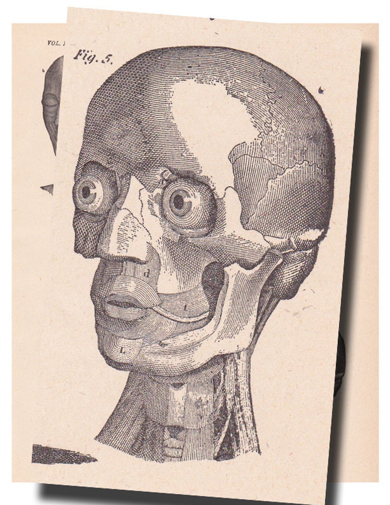 Old Human Anatomy Print Medical Illustration Printable - Etsy