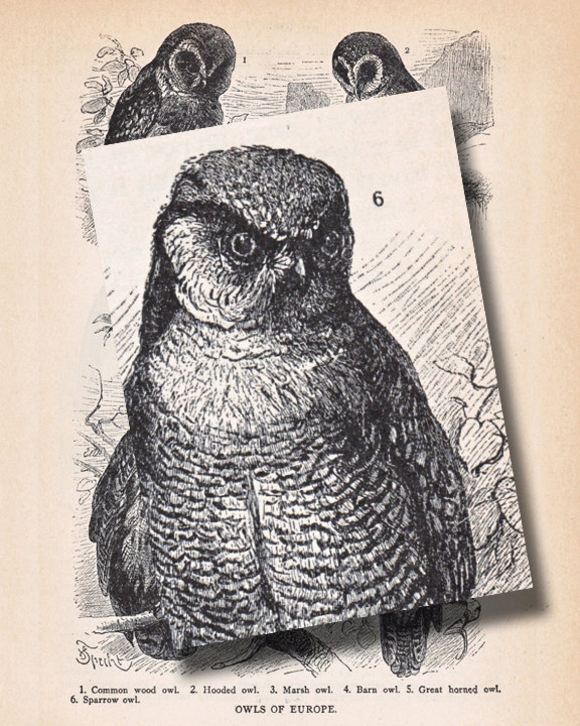 Vintage Owl Print the 'owls of Europe' Printable - Etsy