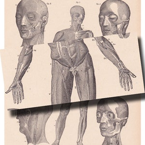 Old Human Anatomy Print, Medical Illustration, Printable Anatomical Art ...