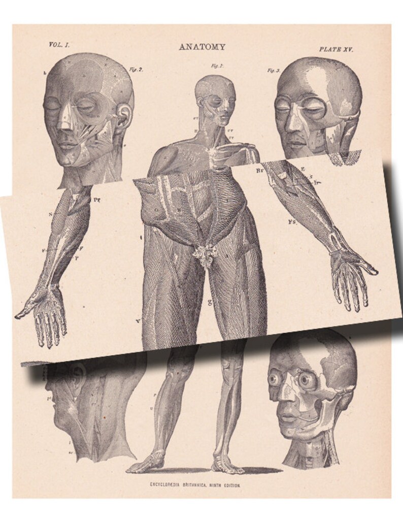 Old Human Anatomy Print Medical Illustration Printable - Etsy