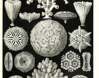 Ernst Haeckel art print unique home decor a printable file | Etsy