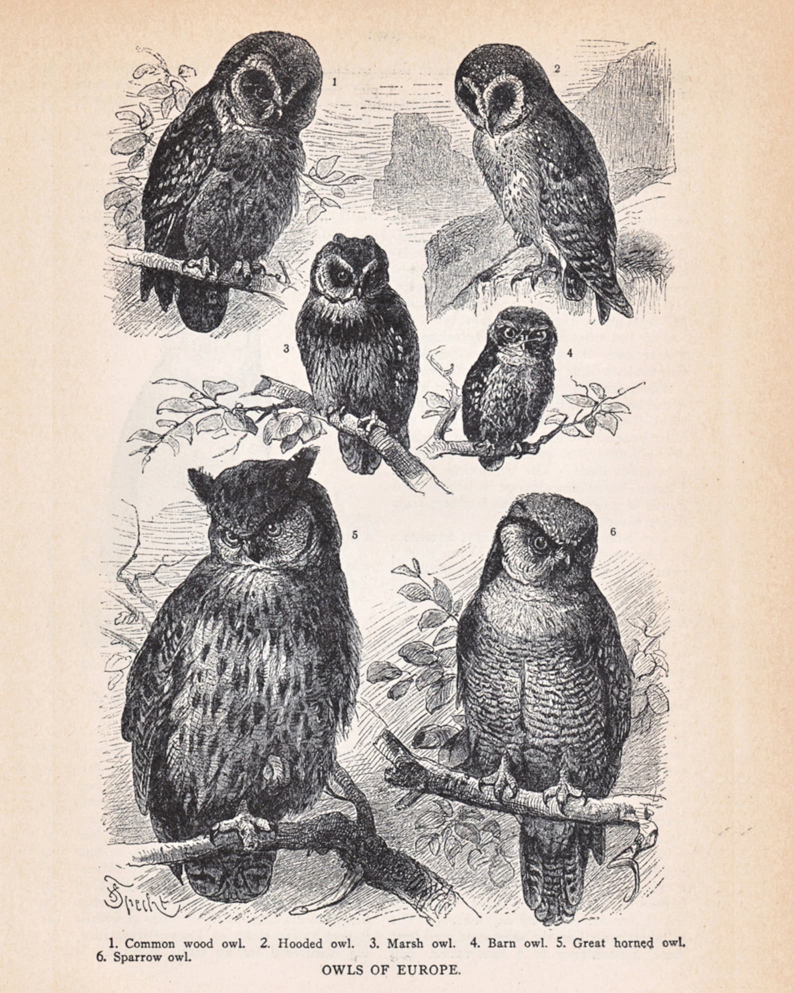 Vintage Owl Print the 'owls of Europe' Printable - Etsy