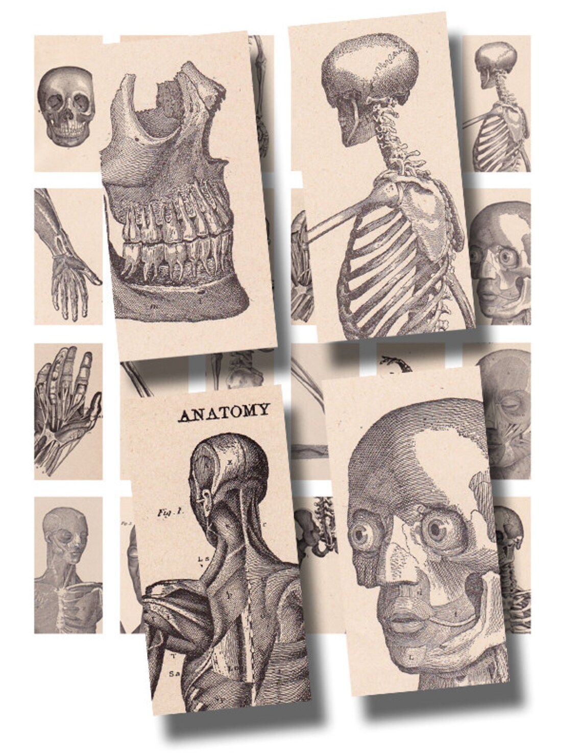 Vintage Anatomy for 1 X 2 Inch Domino Art Digital Collage | Etsy