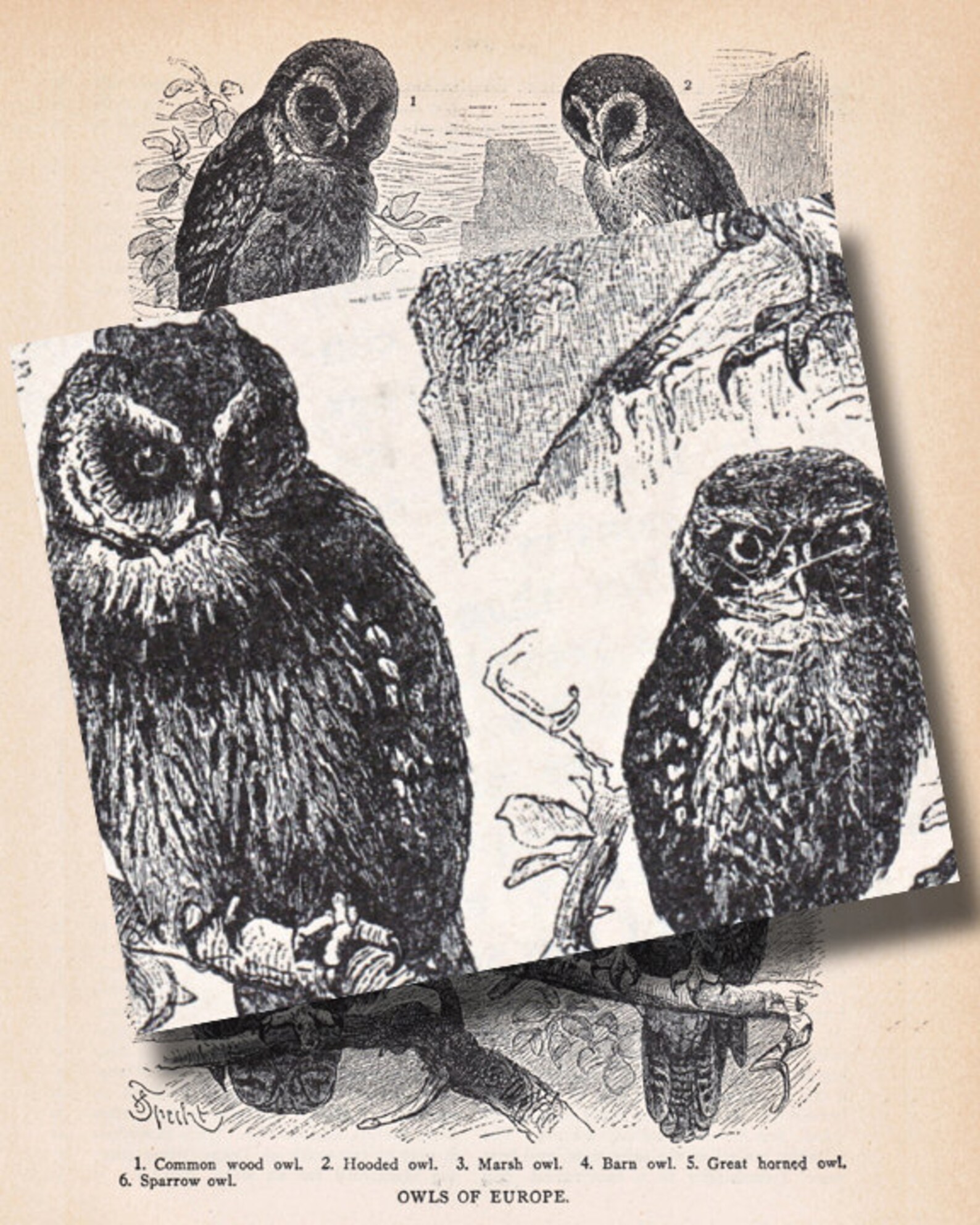 Vintage Owl Print the 'owls of Europe' Printable - Etsy