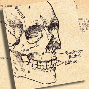 Antique German Skull Print, Medical Art in a Printable Digital Format ...