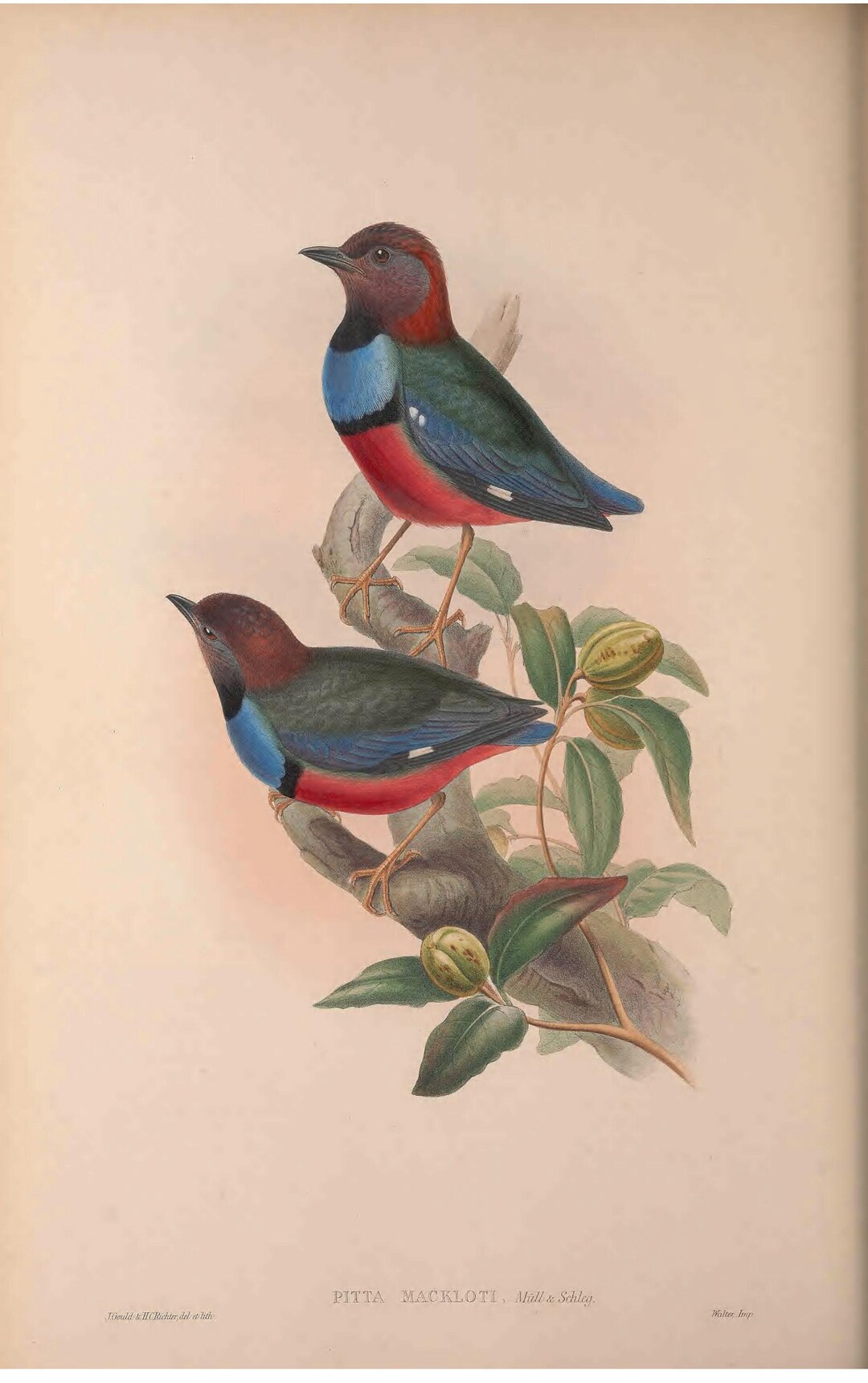 Birds of Australia, Printable Files for Arts and Crafts, Home Decor ...