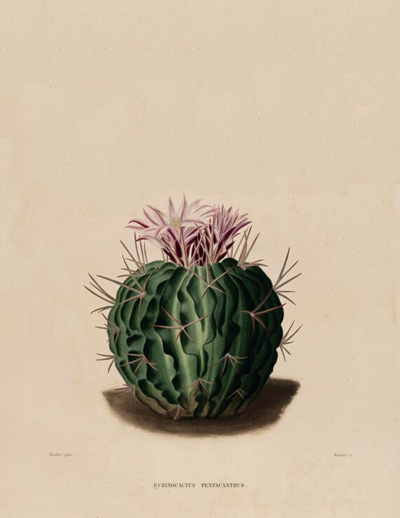 cactus print an antique scientific illustration printable | Etsy
