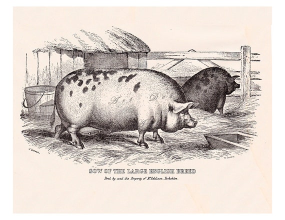 Antique pig print from the 1900's printable digital | Etsy