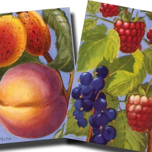 Vintage French Fruit Labels, Beautiful Illustrations, Printable Digital ...