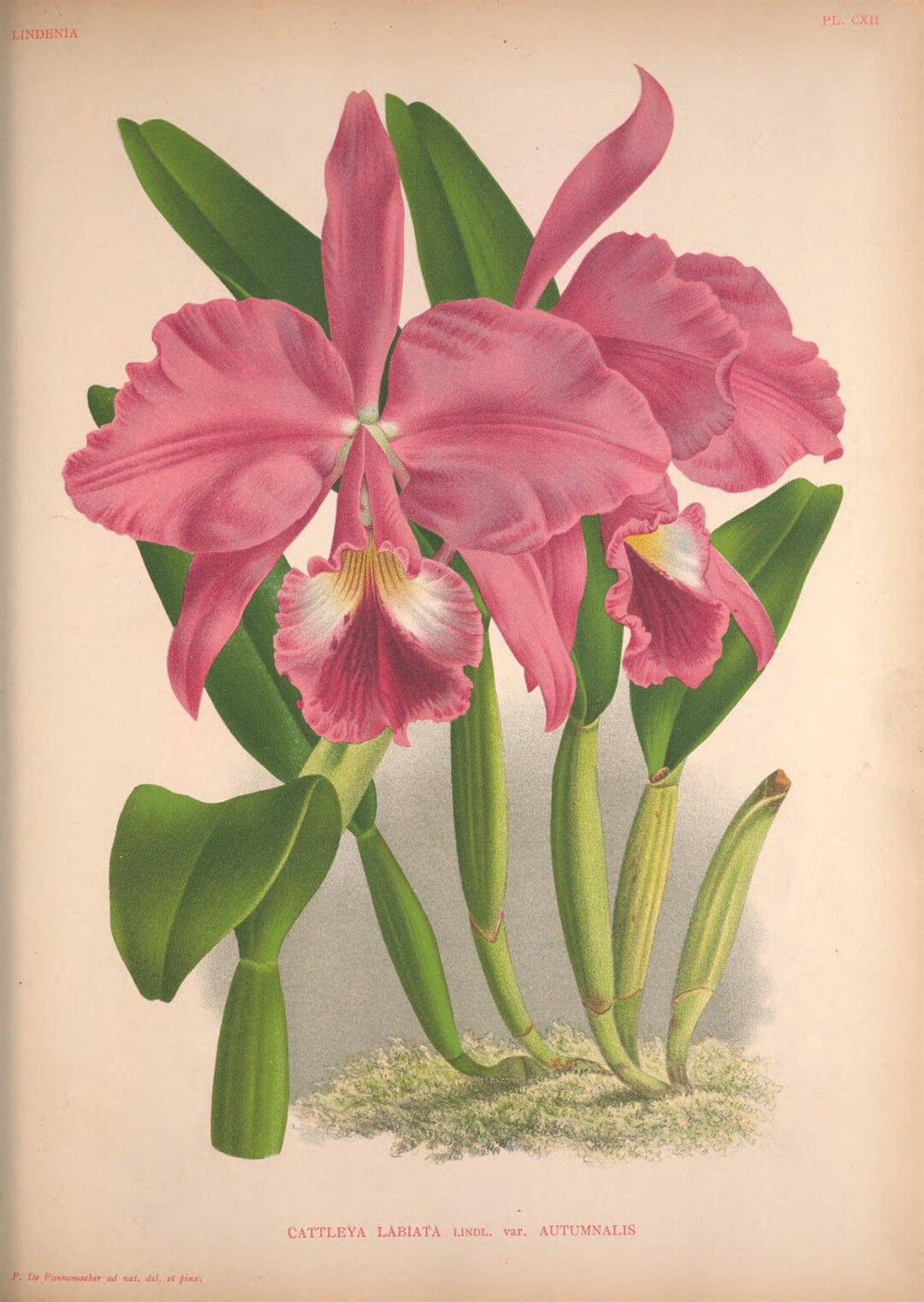 Printable Orchid Print, Antique Floral Home Decor, Shabby Chic Wall ...